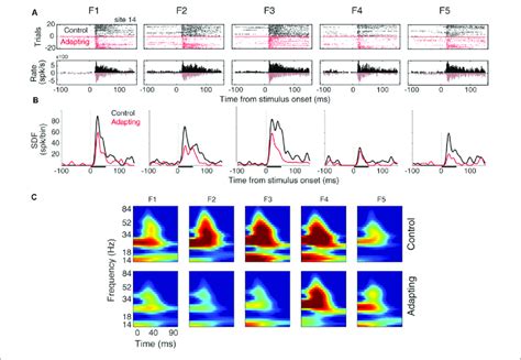 Adaptation Impacts On The Neuronal Spiking Activity And Lfp
