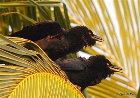 White Necked Crow