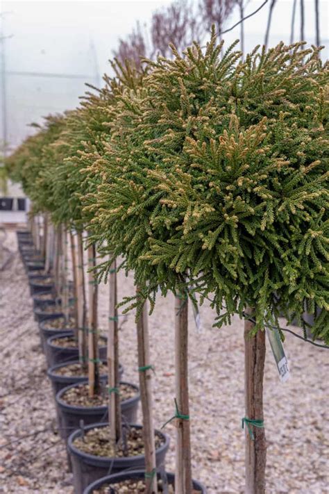 10 Dwarf Trees For Zone 5