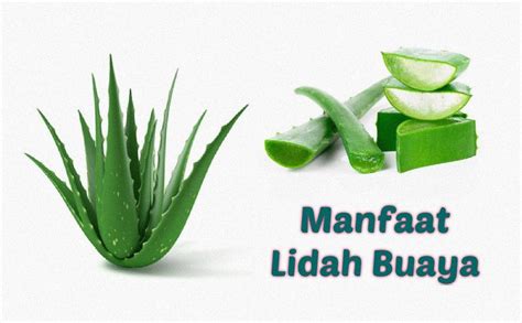 Manfaat Lidah Buaya Untuk Kesehatan Dan Kecantikan Arti Kata