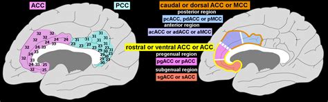 Anterior Cingulate Cortex
