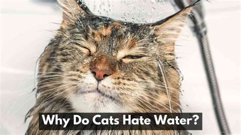 Why Do Cats Hate Water