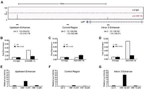 Lef1 Is A Novel Hnf 1β Regulated Wnt Target Gene A Chip Seq Analysis