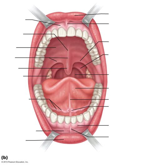 Digestive System Oral Cavity Diagram Quizlet