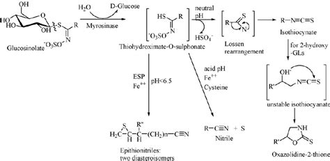 Glucosinolate Hydrolysis And The Formation Of Gls Hps Download