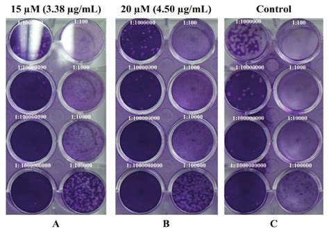 Plaque Formation Of Hsv 1 Treated With Methylcellulose Containing A