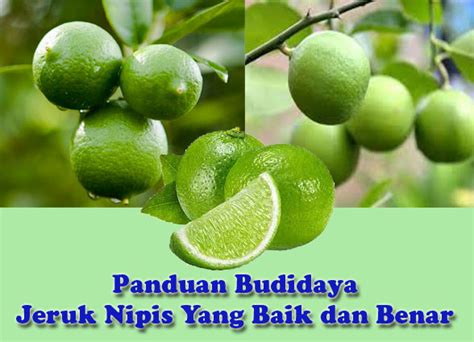 Panduan Budidaya Jeruk Nipis Yang Baik Dan Benar Dasar Dasar Pertanian