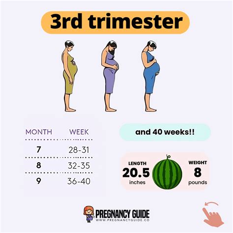 Stages Of Pregnancy First Second And Third Trimester