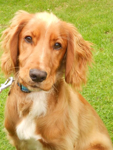 Ross Our Working Cocker Spaniel Pup Aged 5 Months Love Him To Bits