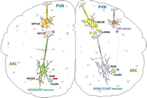 The Pomc And Npy Neurons Situated In Arc Nucleus As Well As Receptors
