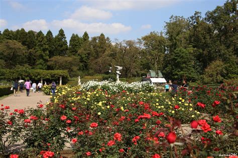 『2018 秋のバラフェスタ＠神代植物公園』調布・狛江 東京 の旅行記・ブログ By Morino296さん【フォートラベル】