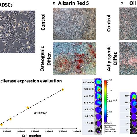 Characterization Of Adscs And Luciferase Expression Evaluation A