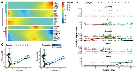 Ijms Free Full Text Single Cell Transcriptomics Analysis Reveals A