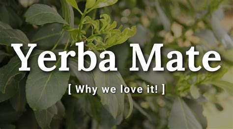 Yerba Mate The South American Ingredient You Need To Try In Your Tea