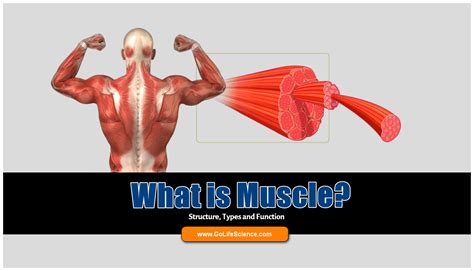 Muscular System Types Of Muscles