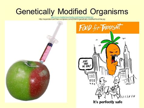 Genetically Modified Organisms And Its Effect On