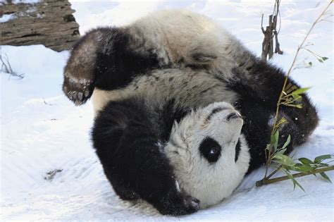 rolling panda by josef gelernter photo 5043736 500px