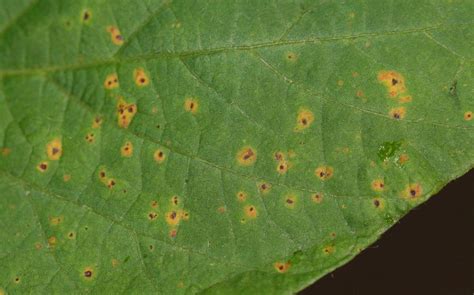 Soybean Diseases And Pests Description Uses Propagation
