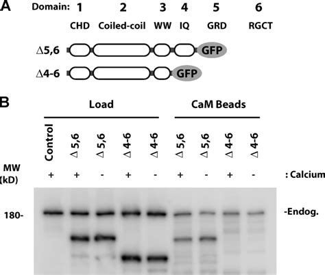 The Iq Domain Of Iqgap1 Interacts With Cam In Endothelial Cells A