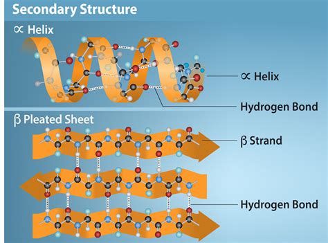 Proteins Biology 2e Part I 2nd Edition