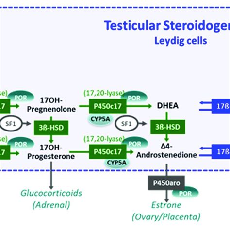Dsd Due To Anti Müllerian Hormone Amh Deficiency In 46 Xy Patients