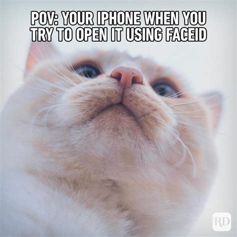 71 Funny Cat Memes Youll Laugh At Every Time Hilarious Cat