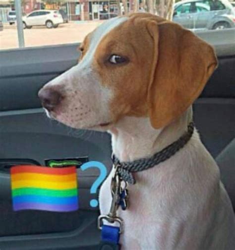 Pin By [𝗖𝗟𝗢𝗦𝗘𝗗 ] On 「 Memes ʕ•ᴥ•ʔ Gay Sticker Rainbow Flag Gay Humor