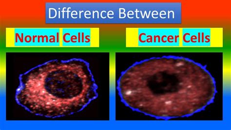 Difference Between Normal Cell And Cancer Cell Youtube