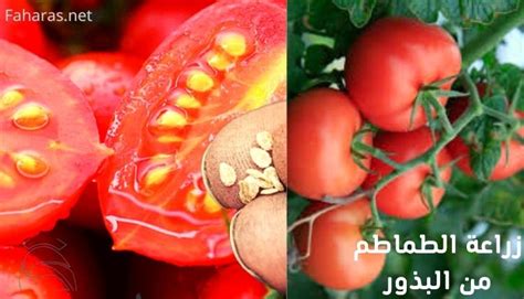 زراعة الطماطم من البذور؛ أهم 5 خطوات ناجحة لزراعتها فهرس
