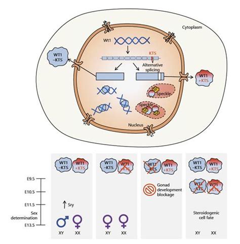 Role Of Alternative Splicing In Sex Determination In Vertebrates