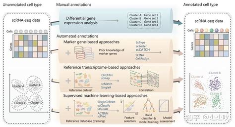 超详细 生物医学研究和临床应用中scrna Seq的数据分析指南 知乎