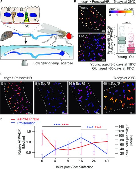 Atp Adp Ratios Transiently Decrease During The Activation Of Young
