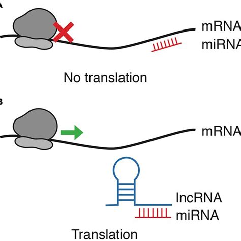 Lncrna Mirna Mrna Axes Involved In Angiogenesis Neovascularization