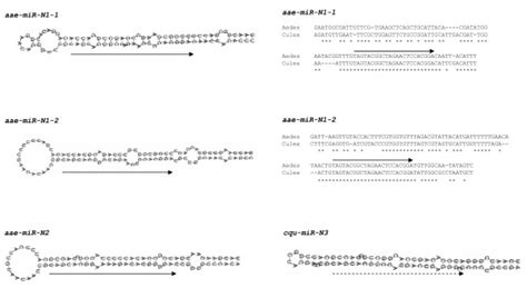 Alignments And Stem Loop Structures Of A Novel Mirna Cluster Within The