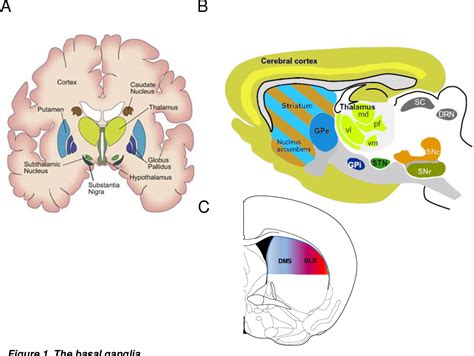 Figure 1 From Role Of Excitatory Serotonergic Signaling In The Pathway