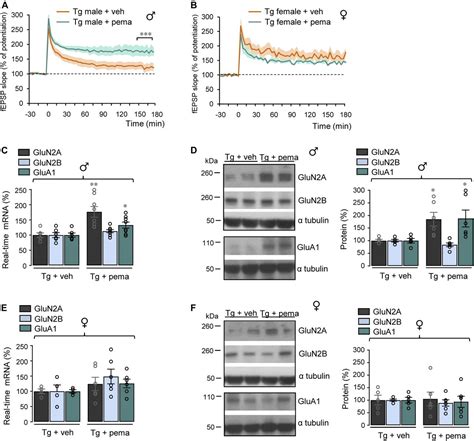 Sex Regulated Gene Dosage Effect Of Pparα On Synaptic Plasticity Life