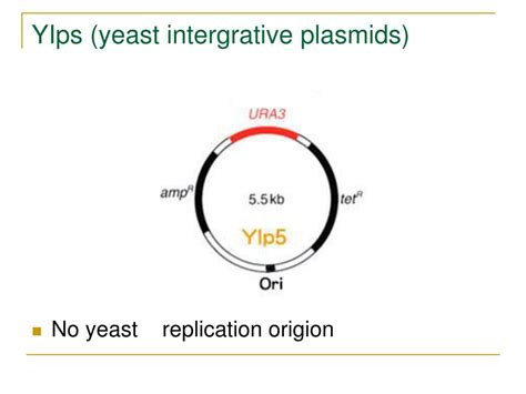 Ppt Yeast Vector System Powerpoint Presentation Id 410218