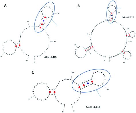 Selection Identification And Characterization Of Aptamers For Pro