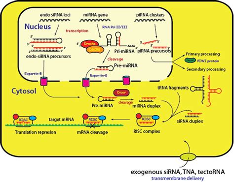 The Biogenesis And Action Of Small Non Coding Rnas In A Cell