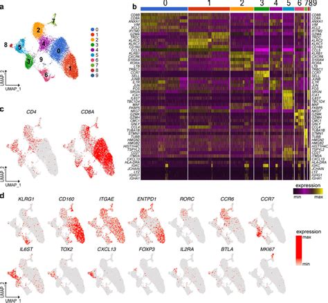 Scrna Seq Of Iel T Cells Identifies Discrete Subsets Of Cd4⁺ And Cd8⁺ T