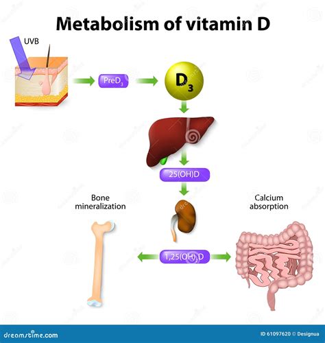 Métabolisme De La Vitamine D Illustration De Vecteur Illustration Du