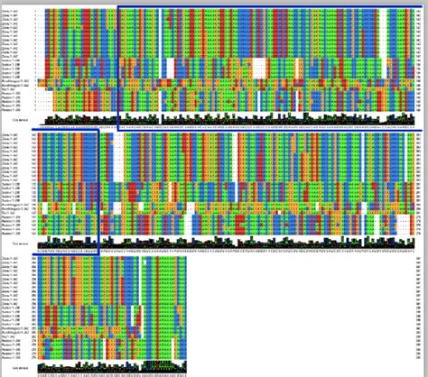 Representative Alignment Of The Intergenic Sequence Within All Species