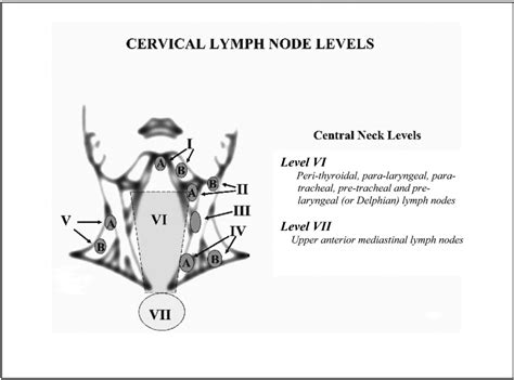 Mediastinal Lymph Node Levels