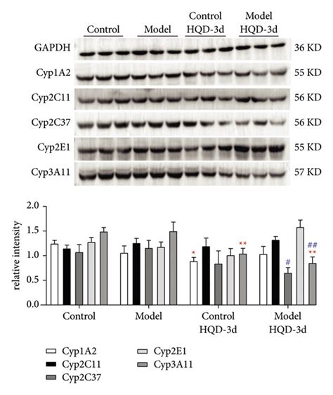 Protein Expression Of Cyp450 Metabolic Enzymes Cyp1a2 Cyp2c37
