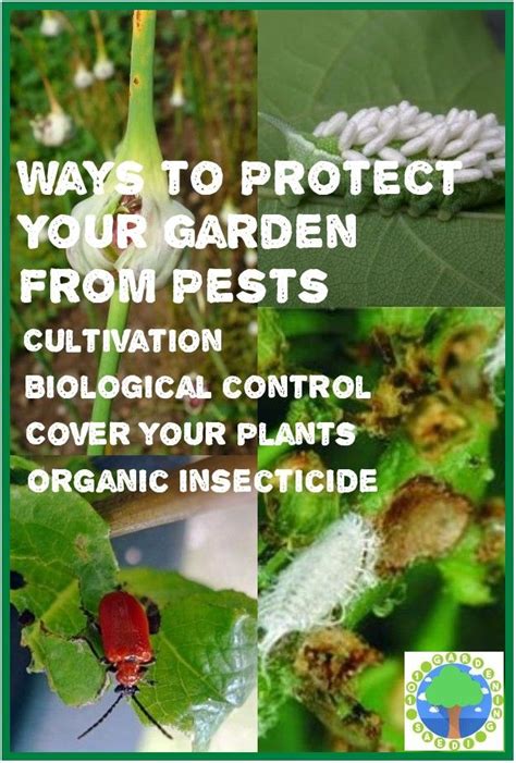 Safe And Effective Ways Of Natural Pest Control 101 Gardening Ideas