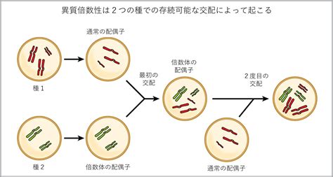 18 2 新種の形成 生物学の独学・勉強サイト