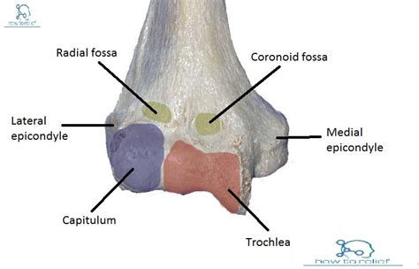 Humerus Anatomy Bony Landmarks And Muscle Attachment How To Relief
