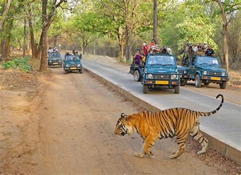 Bandhavgarh National Park