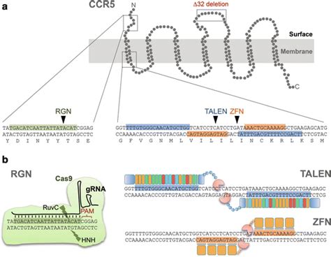 Editing Ccr5 A Novel Approach To Hiv Gene Therapy Springerlink