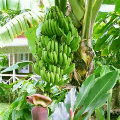 3 Jenis Pohon Pisang Yang Mudah Ditanam Di Halaman Rumah Buahnya